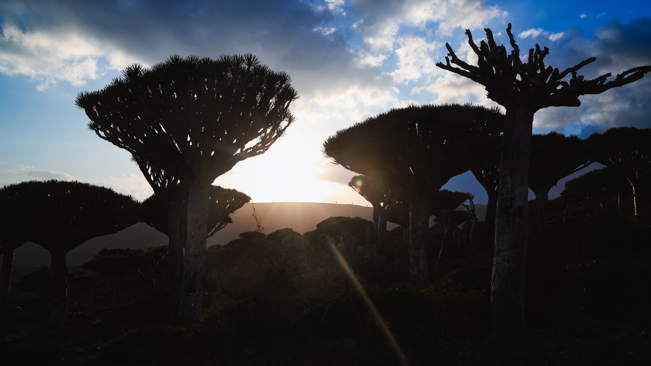 Bloccati nell’inferno di Socotra: perché centinaia di italiani ignorano ...